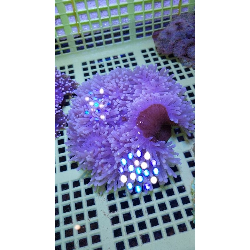 Jual Anemon clown (rumah nemo) | Shopee Indonesia