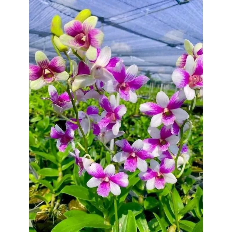 Jual ANGGREK DENDROBIUM PURPLE WHITE-Sudah Spike/Knop SIAP BERBUNGA ...