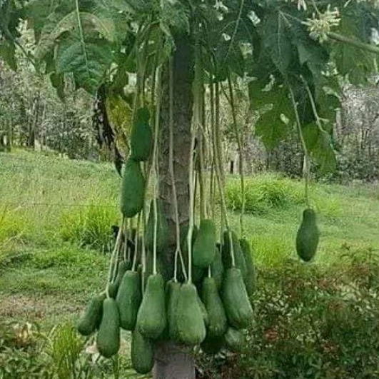 Jual Pepaya gantung/gandul lanang 1kg | Shopee Indonesia