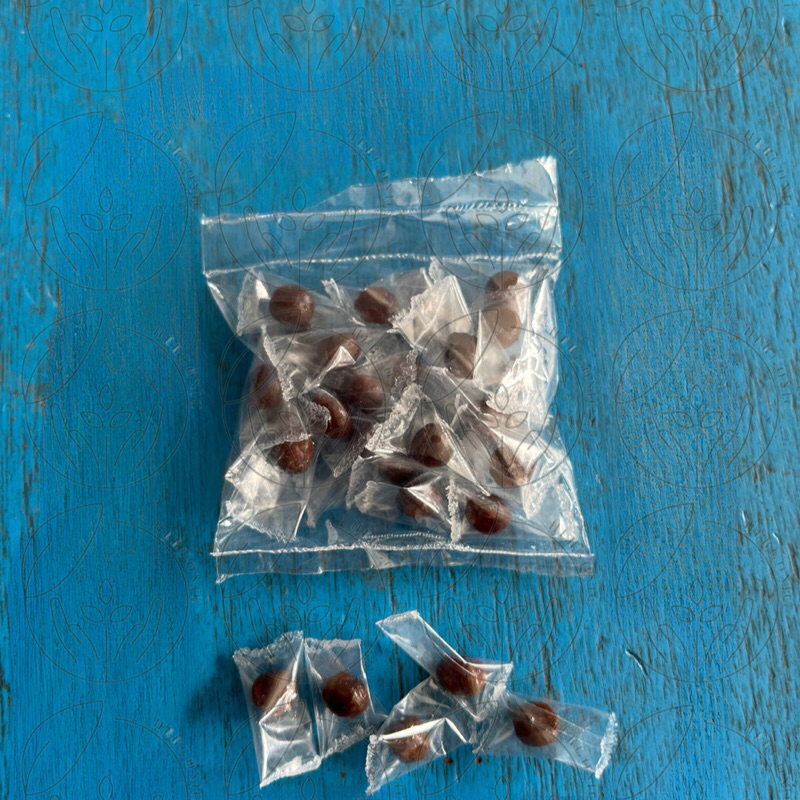 Jual Inggu Asli | Getah Inggu isi 25 butir | Shopee Indonesia