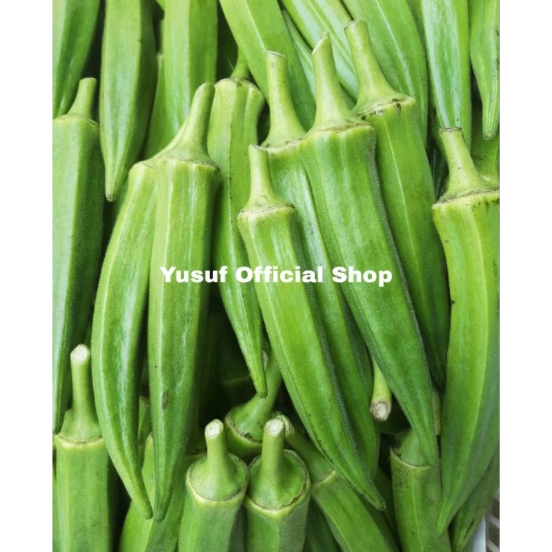 Jual 10 BIJI BENIH OKRA HIJAU GREENIE F1 BIBIT SAYURAN UNGGUL HIBRIDA ...