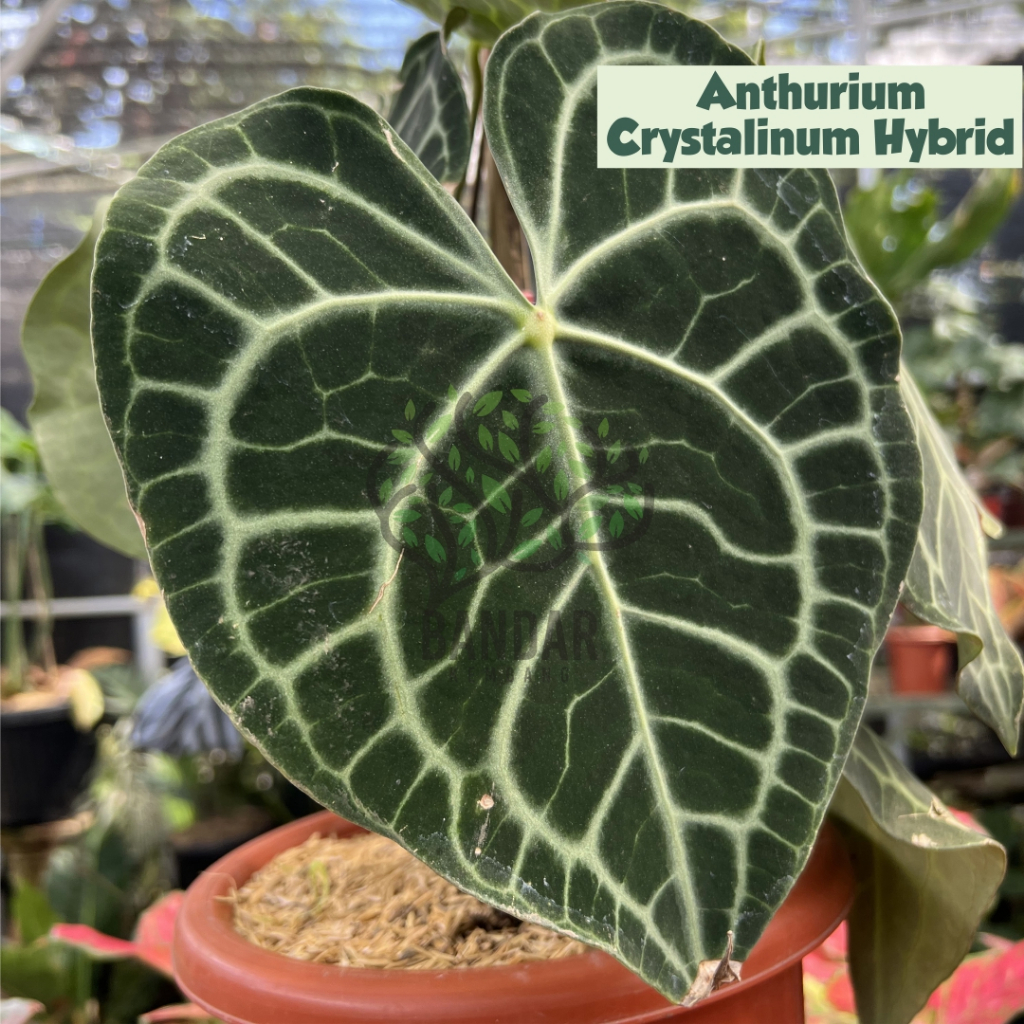 Jual Anthurium Crystalinum Hybrid / Kuping Gajah Daun Rimbun Tanaman ...
