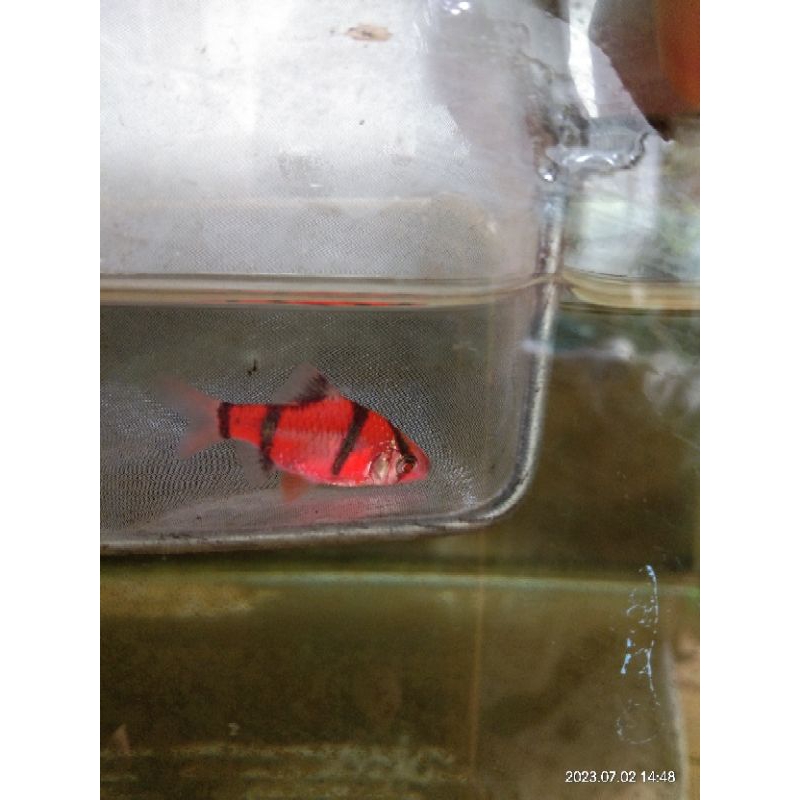 Jual ikan hias glow sumatra tiger barb merah starfire red merah aquascape | Shopee Indonesia