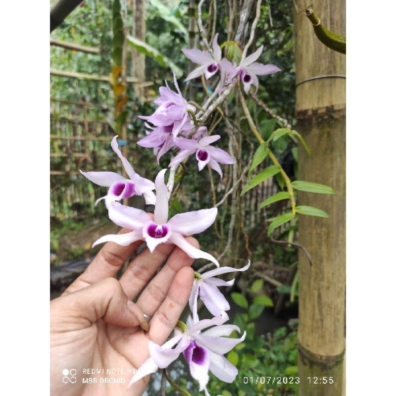 Jual anggrek anousmom semi alba keiki no satu contoh bunga | Shopee ...