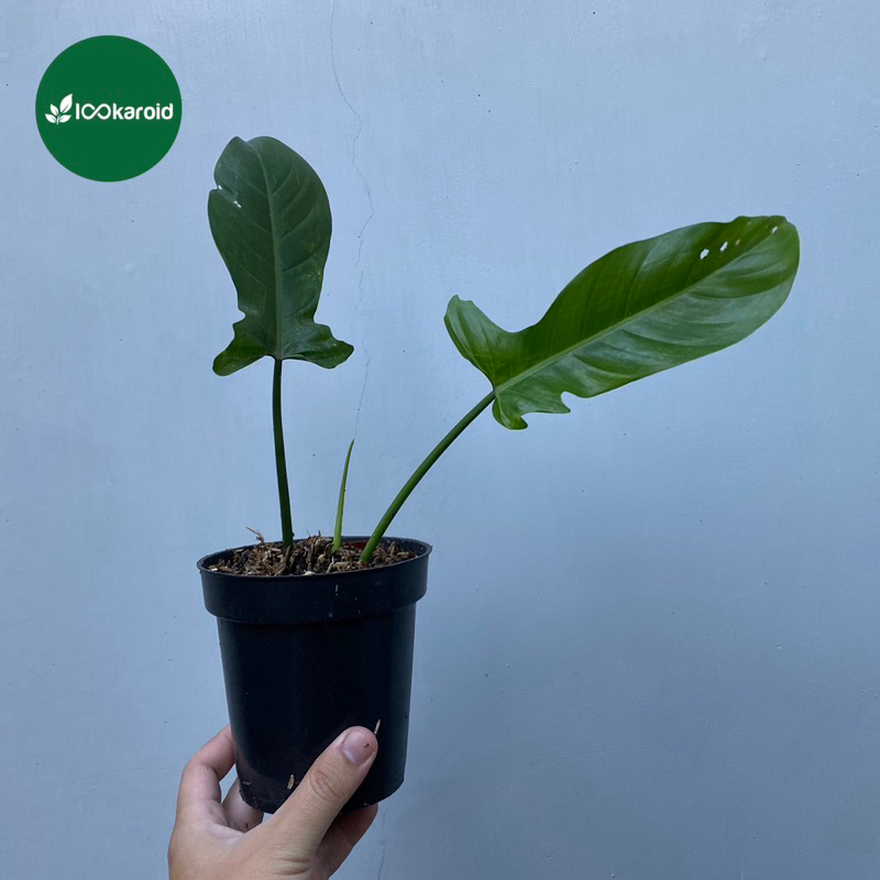 Jual Tanaman Hias Philodendron Equadorian / Philodendron Ecuadorian ...