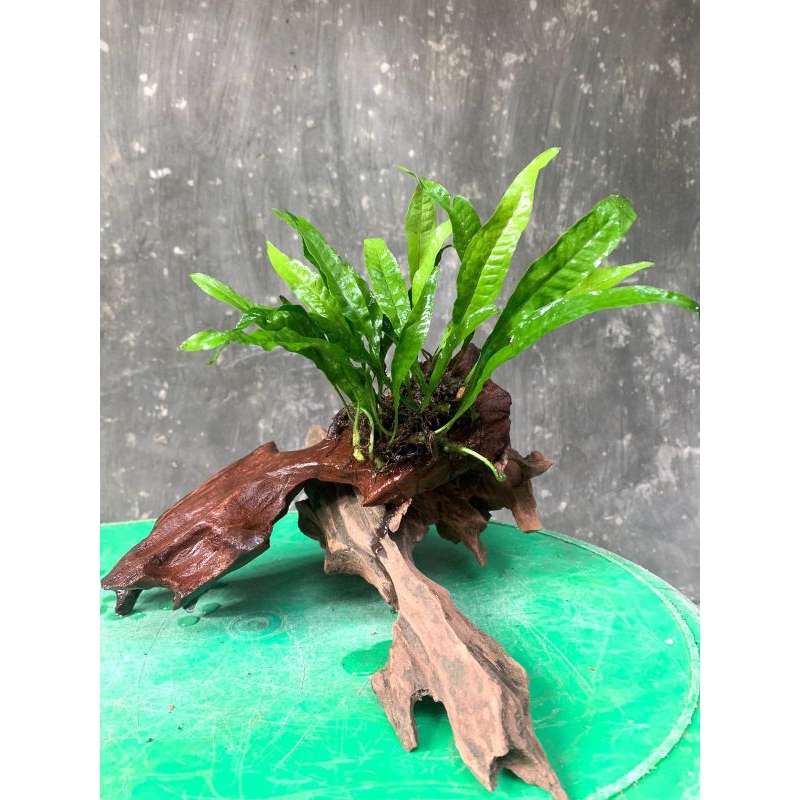 Jual kadaka java fern media kayu rentek tanaman aquascape | akuarium ...