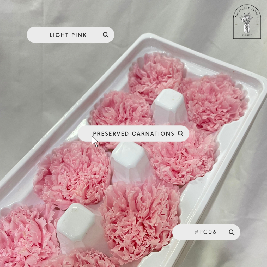 Jual PRESERVED CARNATIONS [8PCS/BOX] BUNGA ASLI KERING | DRIED FLOWER ...