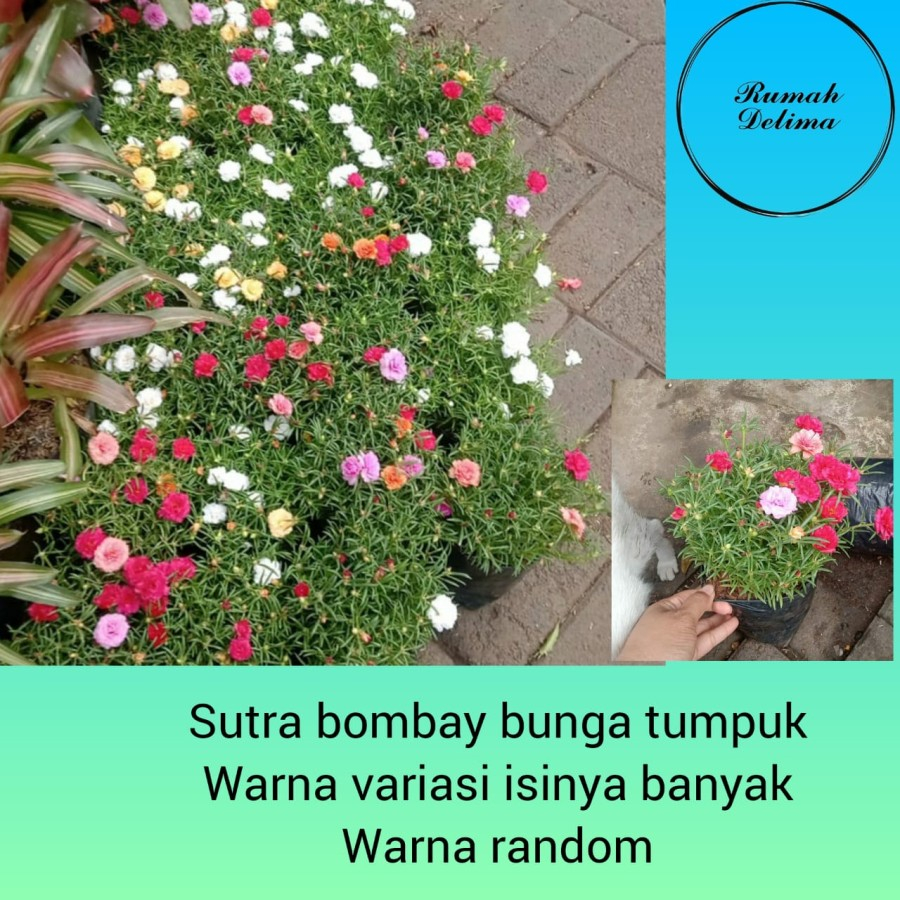 Jual Tanaman sutra bombay bunga tumpuk | Shopee Indonesia