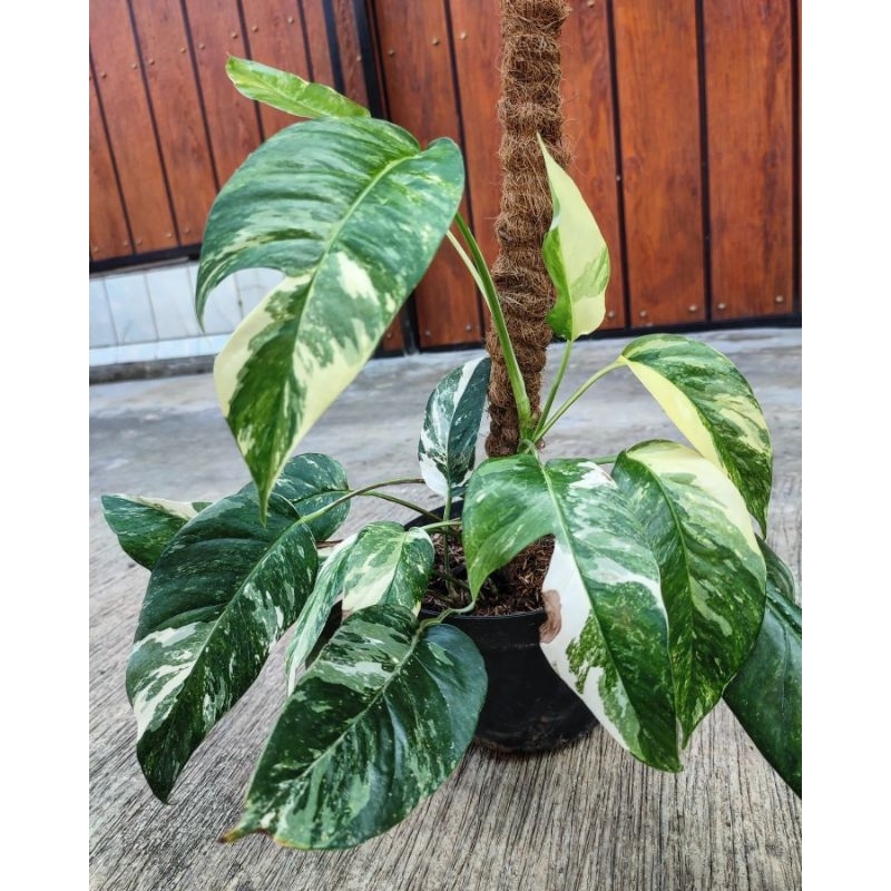 Jual monstera epipremnum pinnatum variegata putih | Shopee Indonesia
