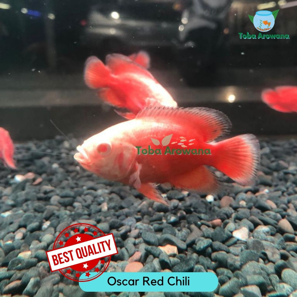 Jual Oscar Red Chili Kualitas A+ Ikan Predator Arowana Pbass Aligator ...