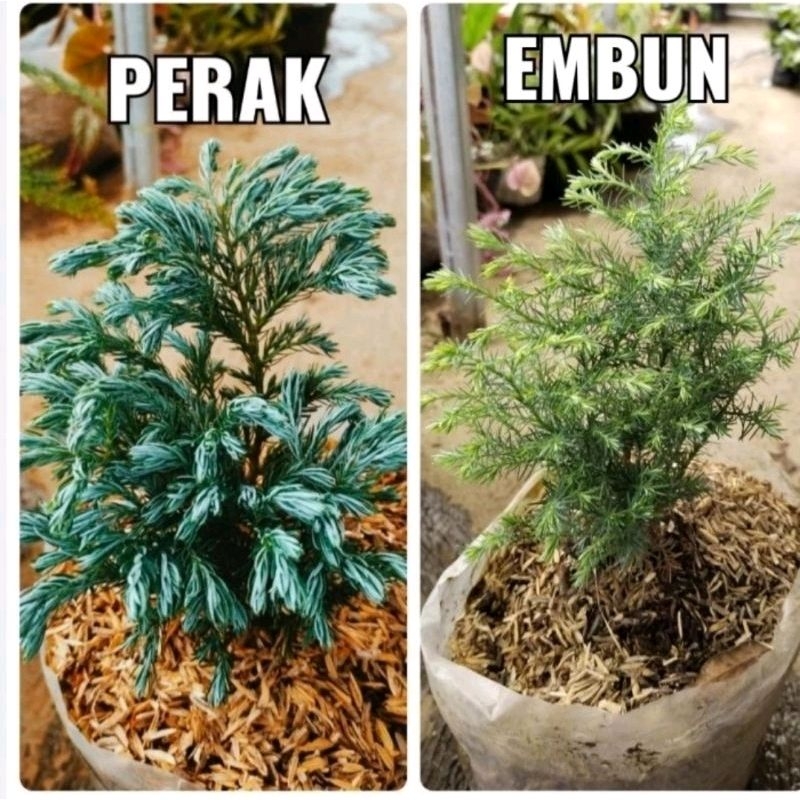 Jual pohon cemara perak dan embun | Shopee Indonesia