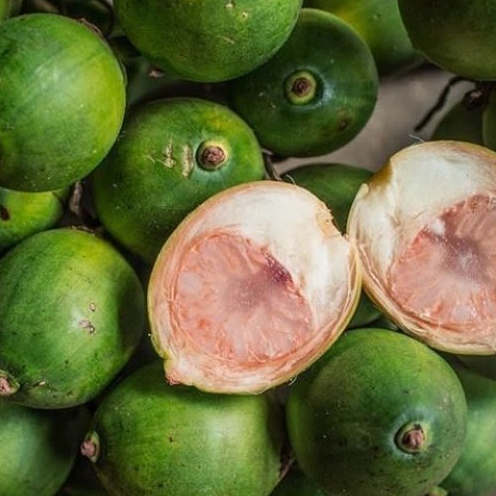 Jual Buah Pinang Jambe Muda Tua Merah Segar Wangi | Shopee Indonesia