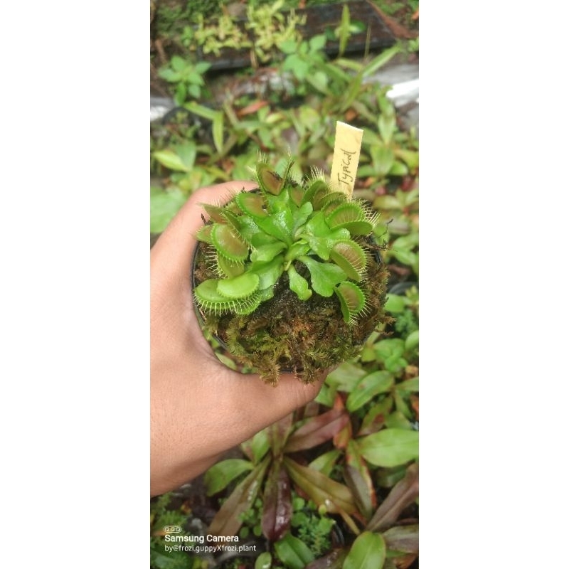 Jual venus flytrap typical besar rimbun | Shopee Indonesia