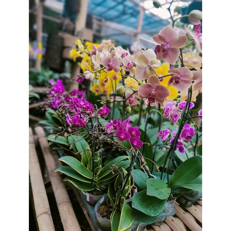Jual anggrek bulan 2pcs (@120k) | Shopee Indonesia
