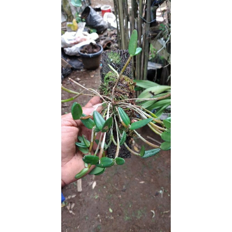 Jual paci pilum | Shopee Indonesia