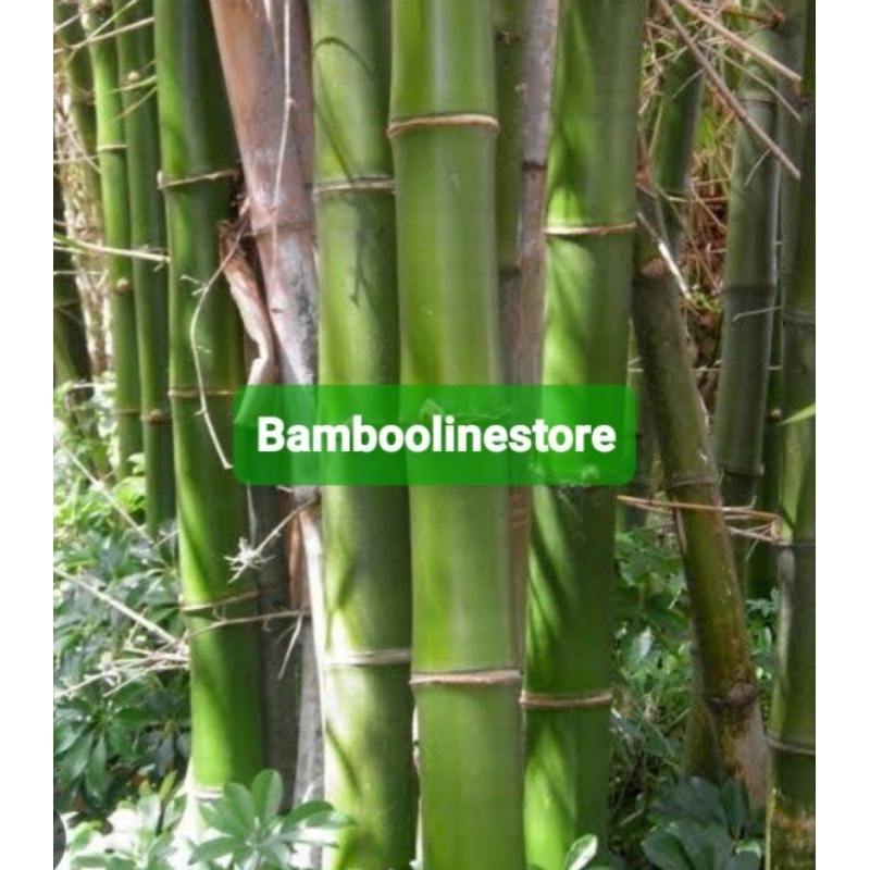 Jual Batang bambu hijau bambu ampel super perbatang 30 cm-az | Shopee ...