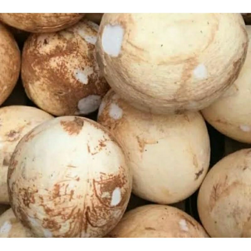 Jual buah kelapa tua fresh 1 butir | Shopee Indonesia
