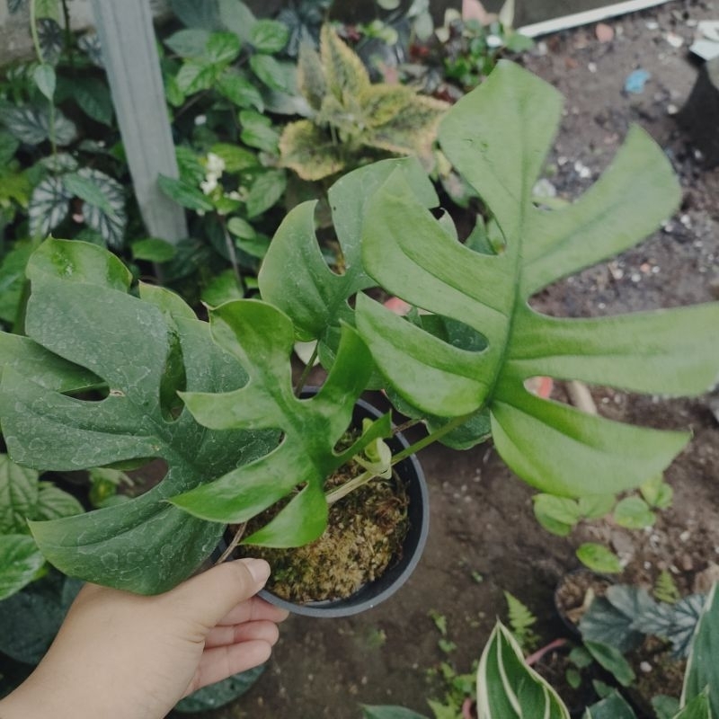 Jual Monstera mini atau monstera tetra sperma (khusus P. Jawa dan Bali ...
