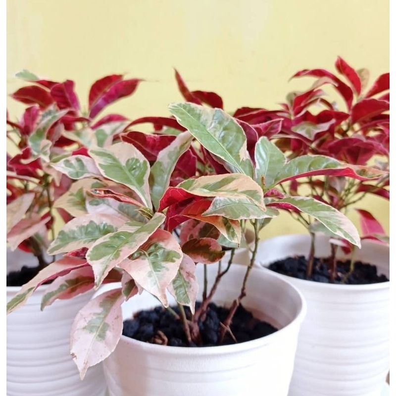 Jual Sambang darah / tanaman hias | Shopee Indonesia