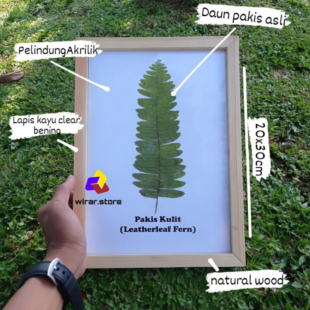 Jual My Botanical - Wall decor Daun Pakis Kulit Bingkai Kayu Ukuran ...