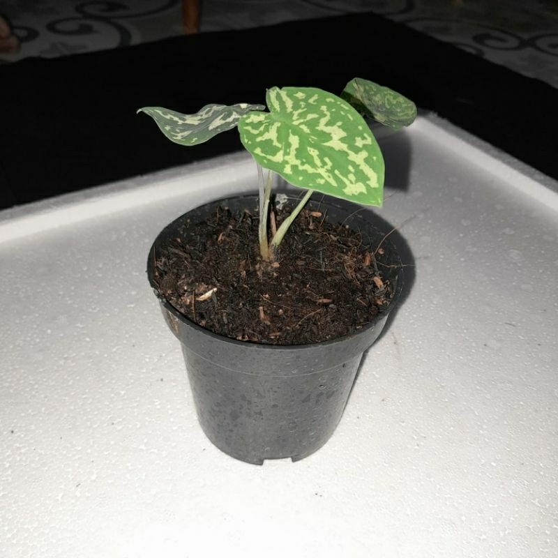 Jual TANAMAN HIAS CALADIUM ARMY | Shopee Indonesia