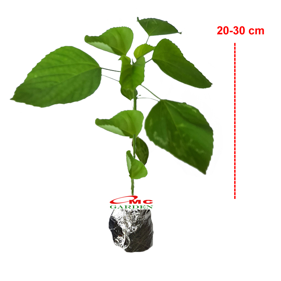 Jual Tanaman Anting-Anting Pohon Akar Kucing Herbal Obat Acalypha ...