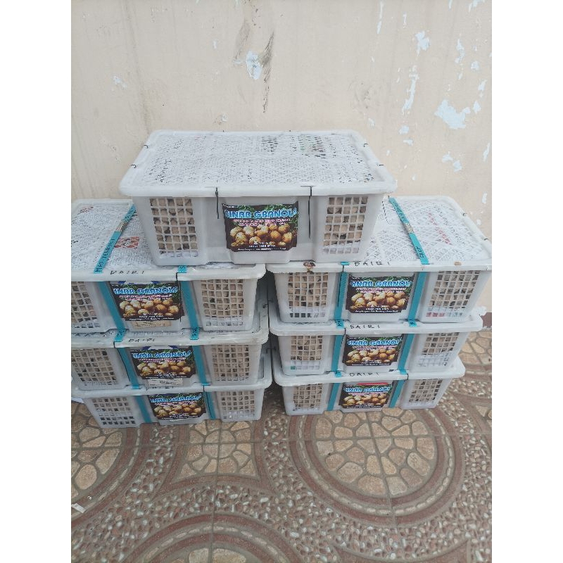 Jual BENIH KENTANG BERKUALITAS GRANOLA L G-1/krat 15kg | Shopee Indonesia