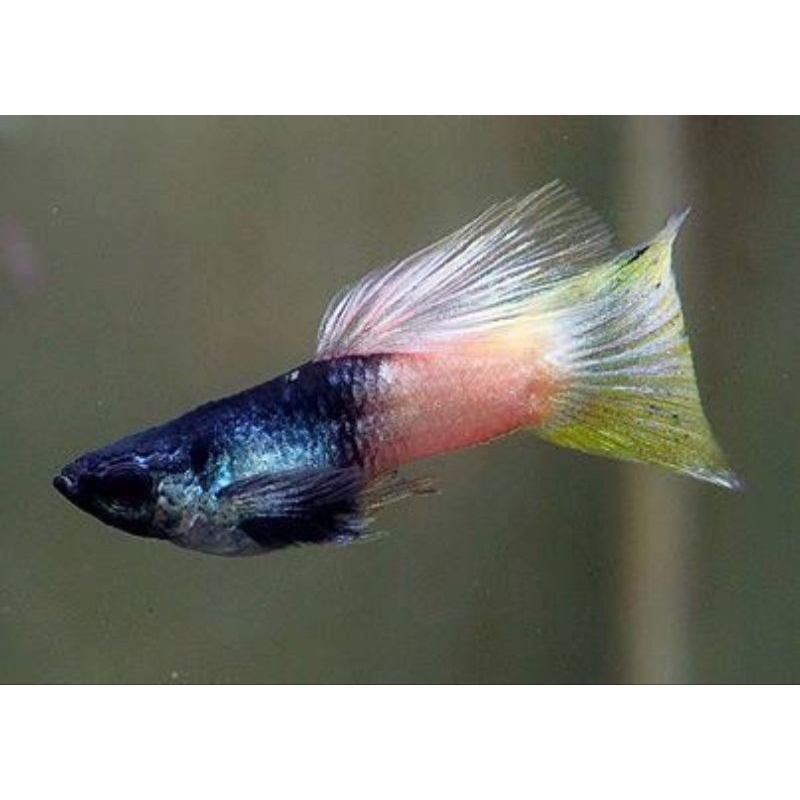 Jual ikan hias guppy metal pingu ikan lucu hiasan aquarium, kolam dan ...