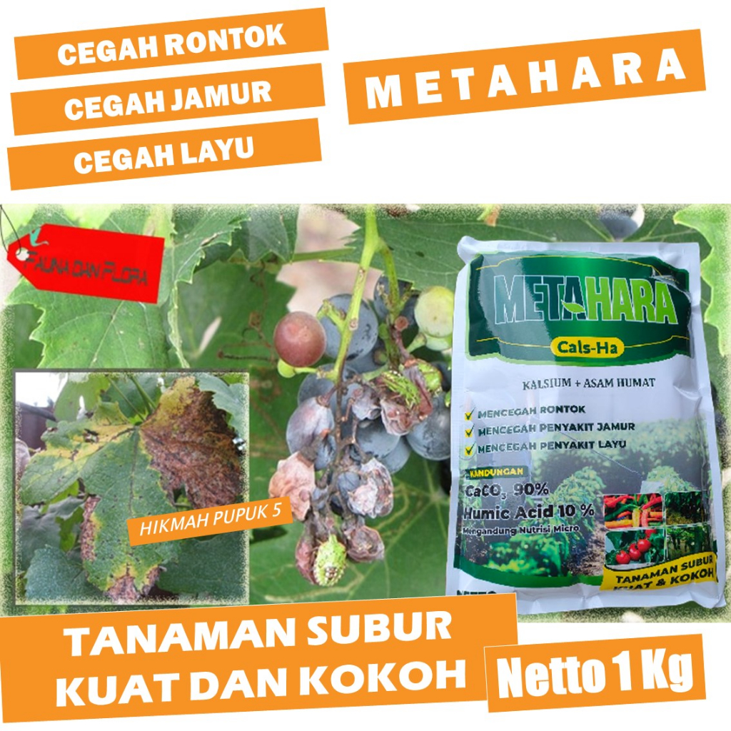Jual Pupuk Mencegah Busuk Buah Anggur Ungu METAHARA isi 1 KG Obat ...