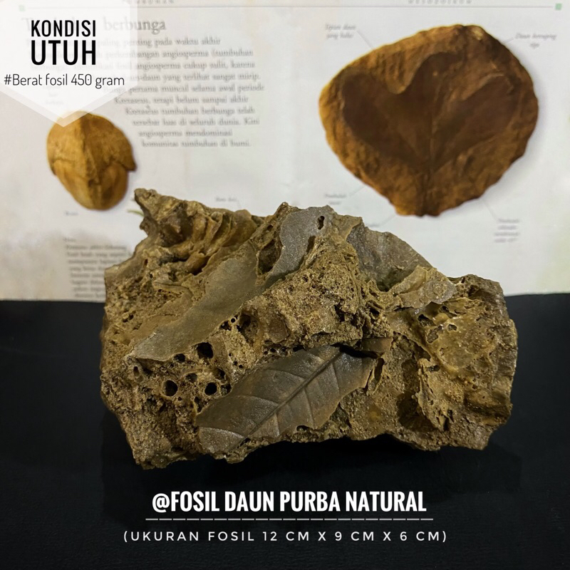 Jual Fosil Daun Purba Natural E5 atau Fosil Tumpukan Daun atau Fossil ...