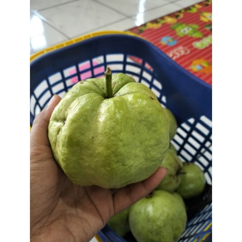 Jual jambu kristal putih | Shopee Indonesia