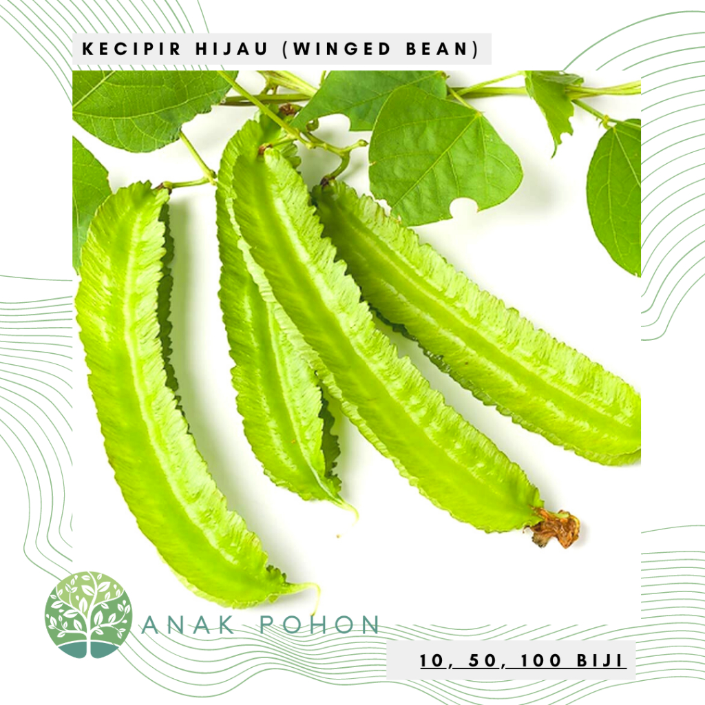 Jual Benih Bibit Biji - Sayur Kecipir Hijau Green Winged Bean ...