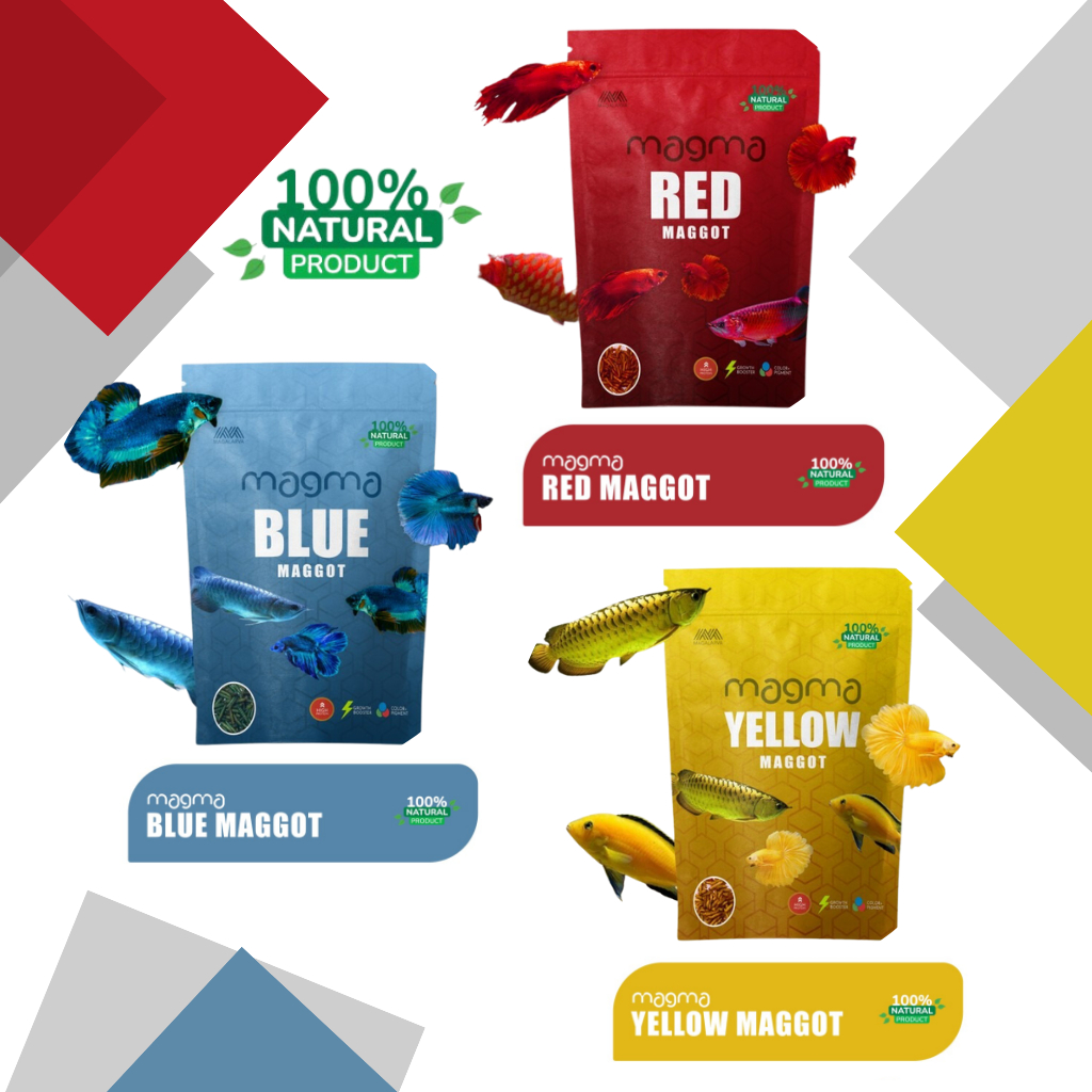 Jual Maggot Kering Red Blu Yellow Kualitas Premium Grade A Pakan Hewan ...