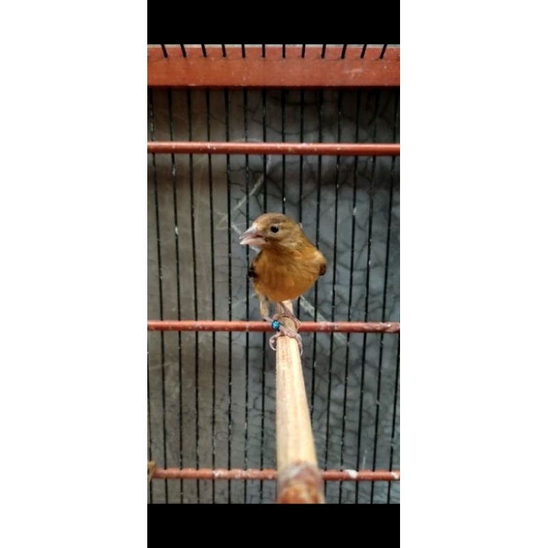 Jual MULE SISKIN (Hybrid Kenari x Red Siskin) | Shopee Indonesia