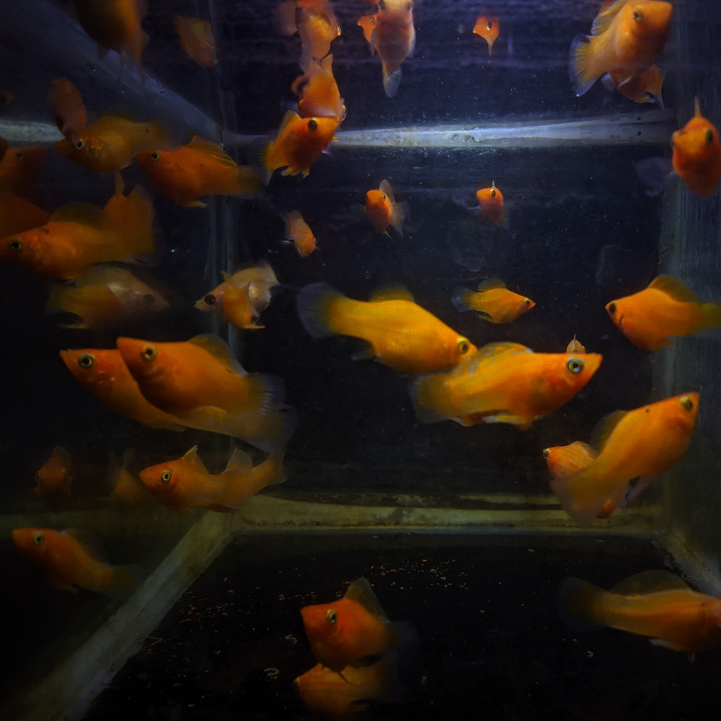 Jual dekorasi aquarium molly orange ikan molly balon orange molly ...