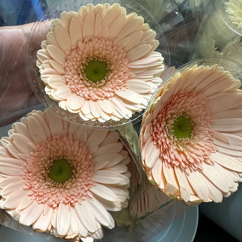 Jual [MOGNOLY] Custom Bucket Bunga Asli Fresh Flower Bouquet | Shopee ...