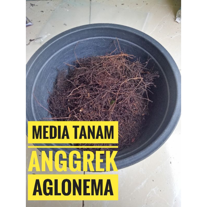 Jual MEDIA TANAM anggrek akar pakis 1 KG | Shopee Indonesia