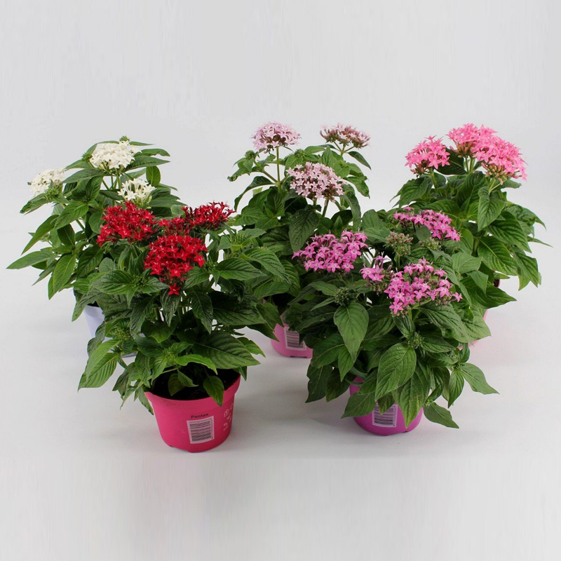 Jual Tanaman hias pentas compacta bunga merah - putih - pink - ungu ...