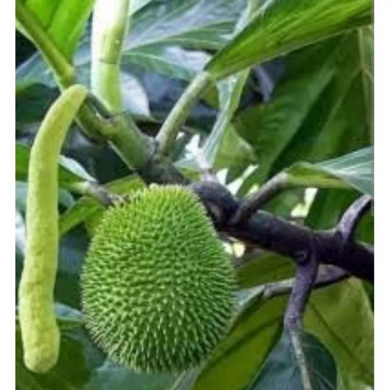 Jual 500gr daun kluwih segar | Shopee Indonesia