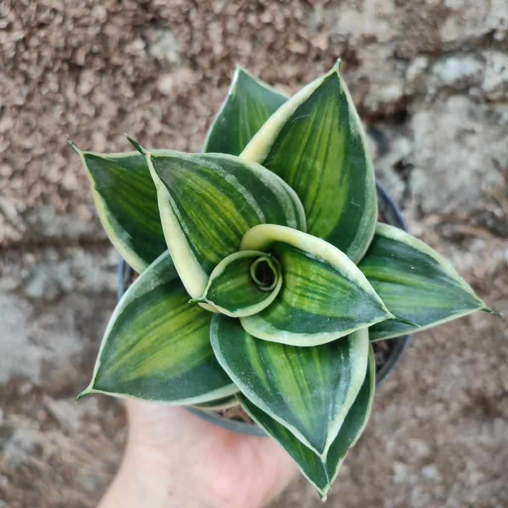 Jual Sansevieria Pagoda Variegated | DP 10 Cm | Shopee Indonesia