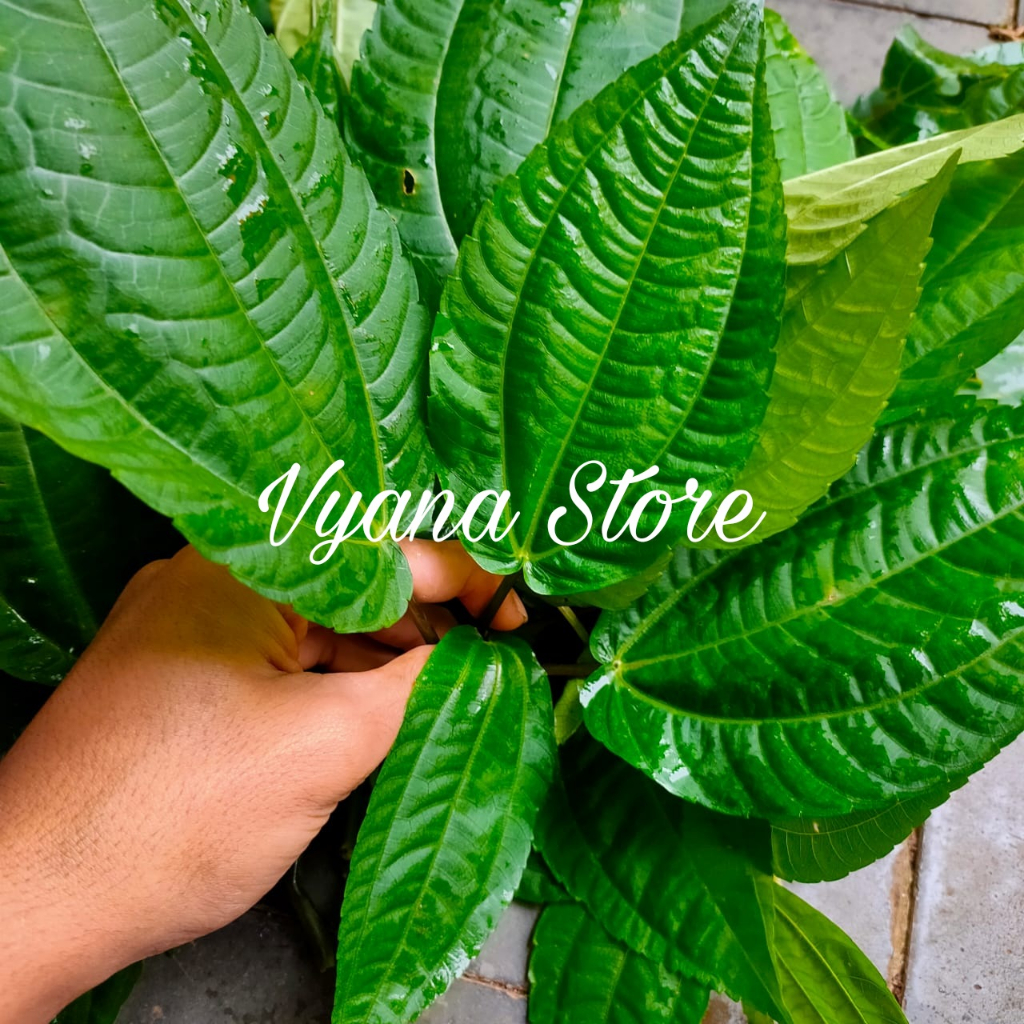 Jual Lalapan Daun Pohpohan Segar 1 kg - lalapan Khas sunda | Shopee ...