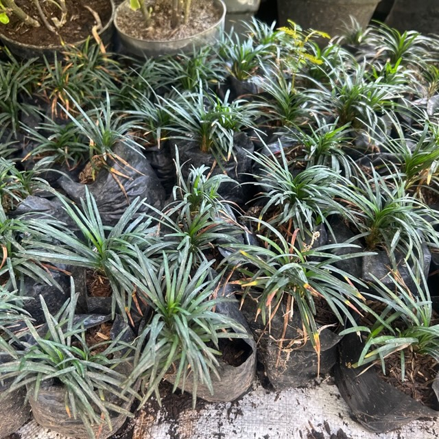 Jual Tanaman Rumput Kucai - Rumput Taman Kucai Mini / Rumput Taman ...