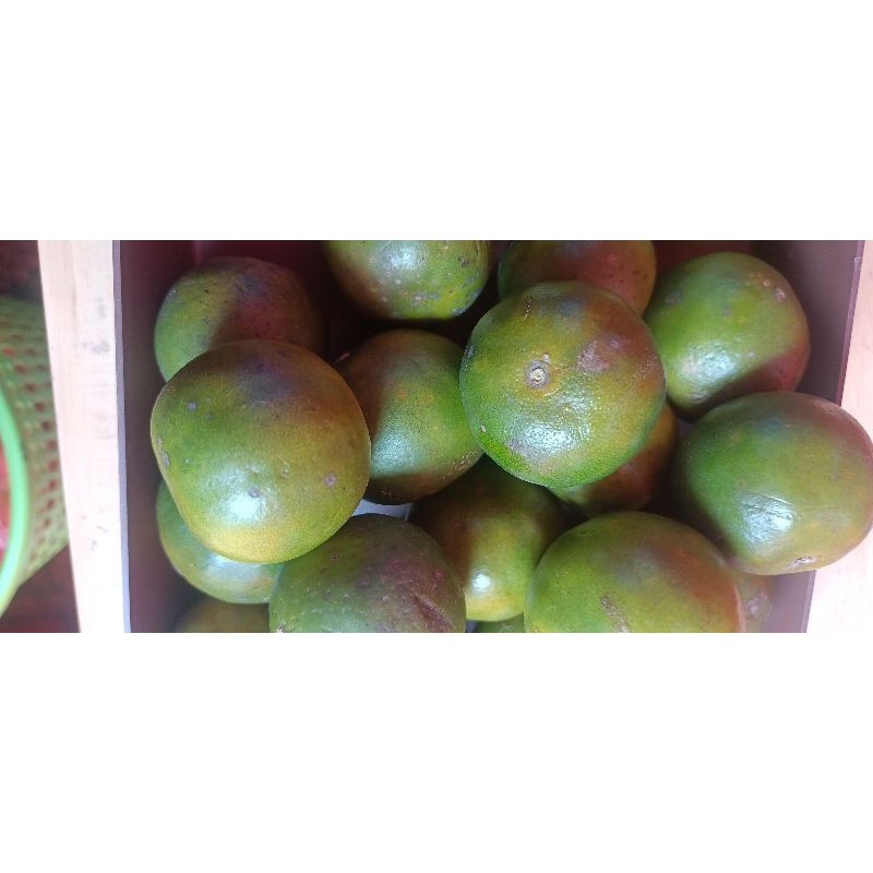 Jual jeruk siem jeruk peras viral rasa asam harga per kilo | Shopee ...