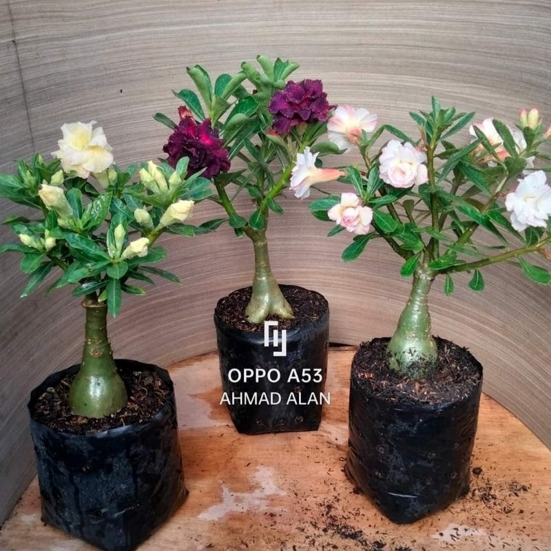 Jual Adenium bunga tumpuk size A 5 pohon 5 warna | Shopee Indonesia