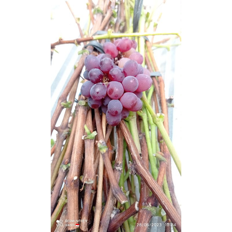 Jual 1 BATANG FRESH CUTTING ANGGUR (UNTUK STEK/LANGSUNG TANCAP ...