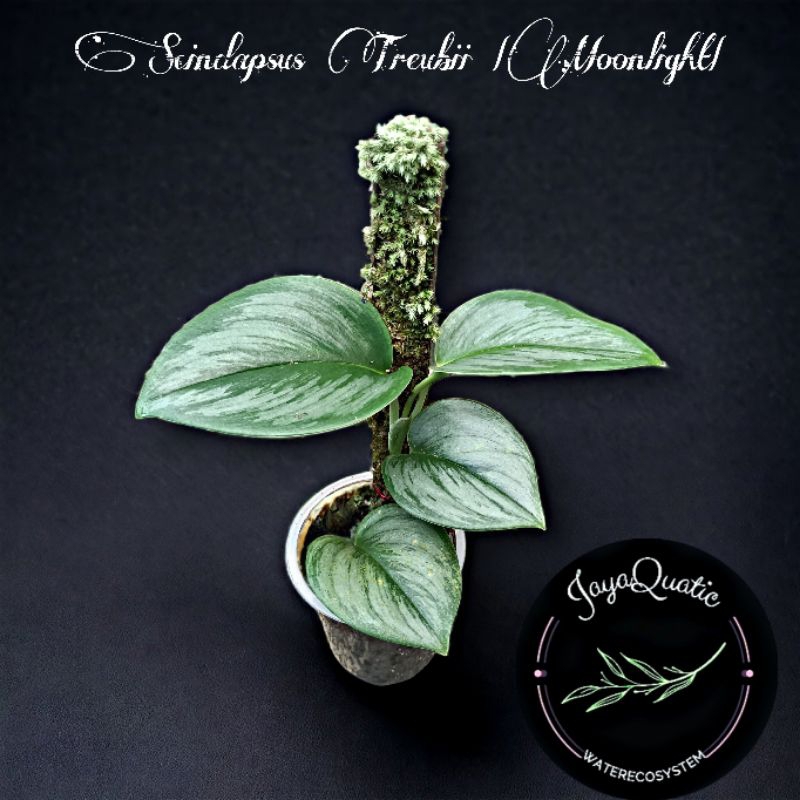 Jual SCINDAPSUS TREUBII "MOONLIGHT" - TANAMAN HIAS RAMBAT PALUDARIUM ...