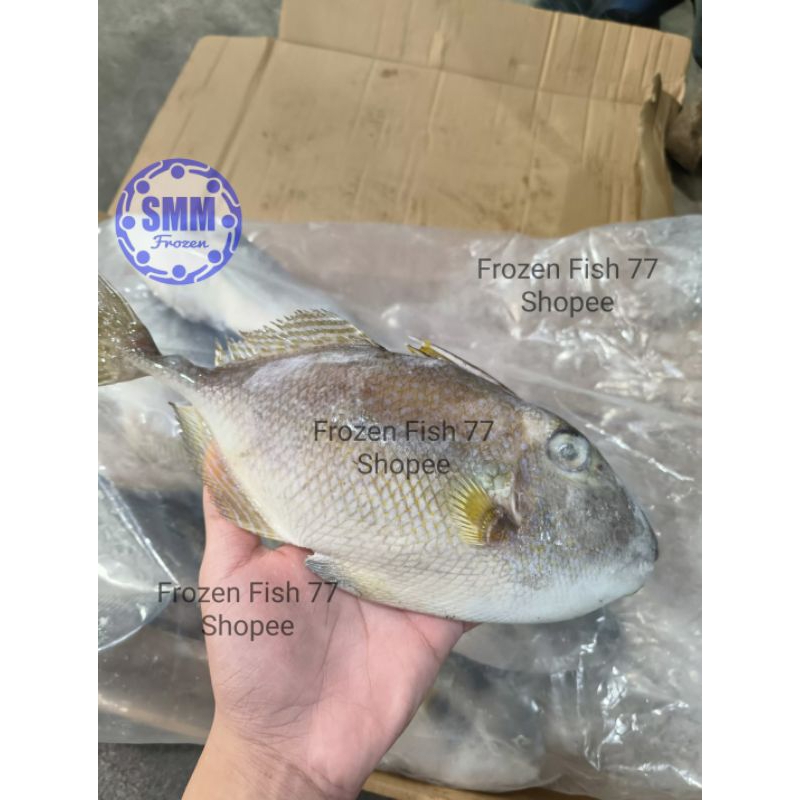 Jual Ikan Takol Ayam Ayam 5kg | Shopee Indonesia