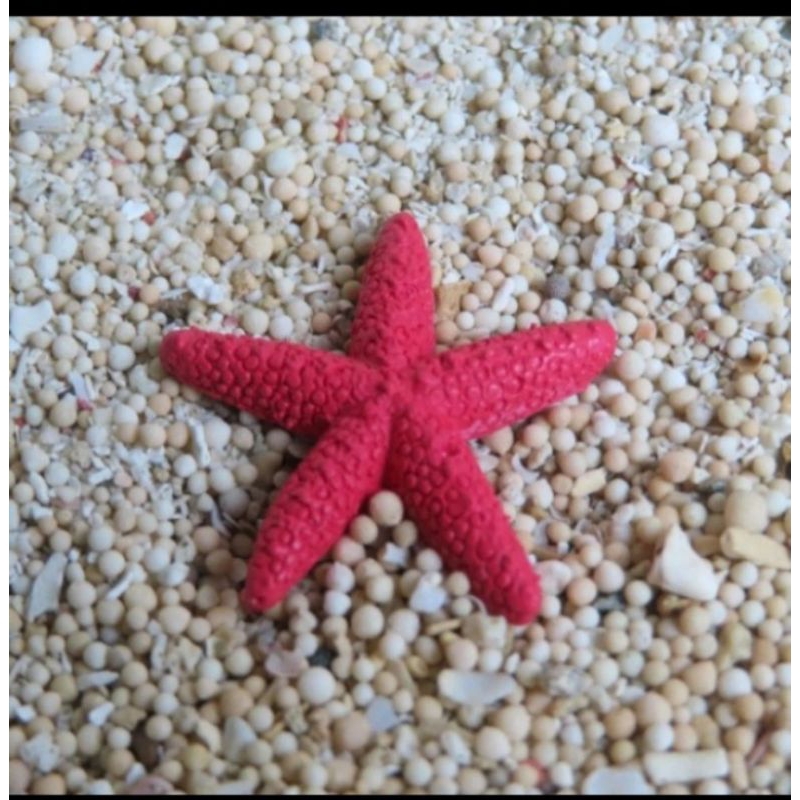 Jual Topper Bintang Laut, Topper Kerang Laut, Hiasan kue Tema Laut ...