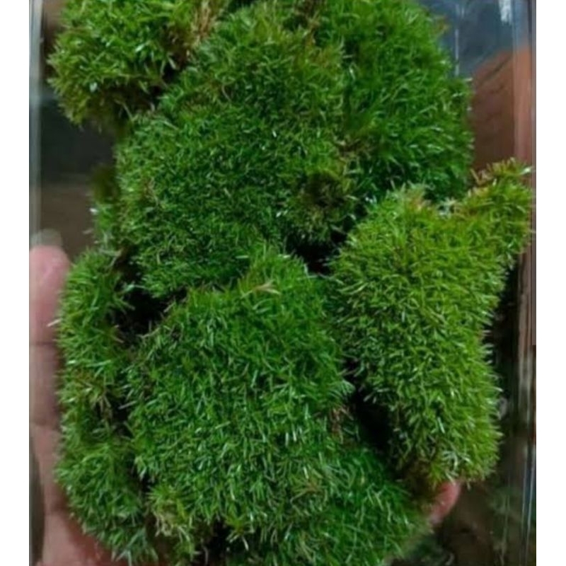 Jual MOSS MUTIARA | MOSS DARAT STAR PALUDARIUM TERRARIUM VIVARIUM ...