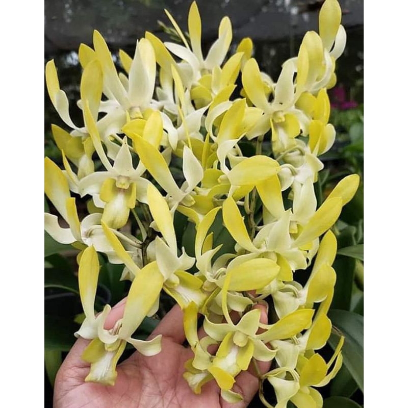 Jual Dendrobium Caesar Yellow (Canary Gold) | Shopee Indonesia